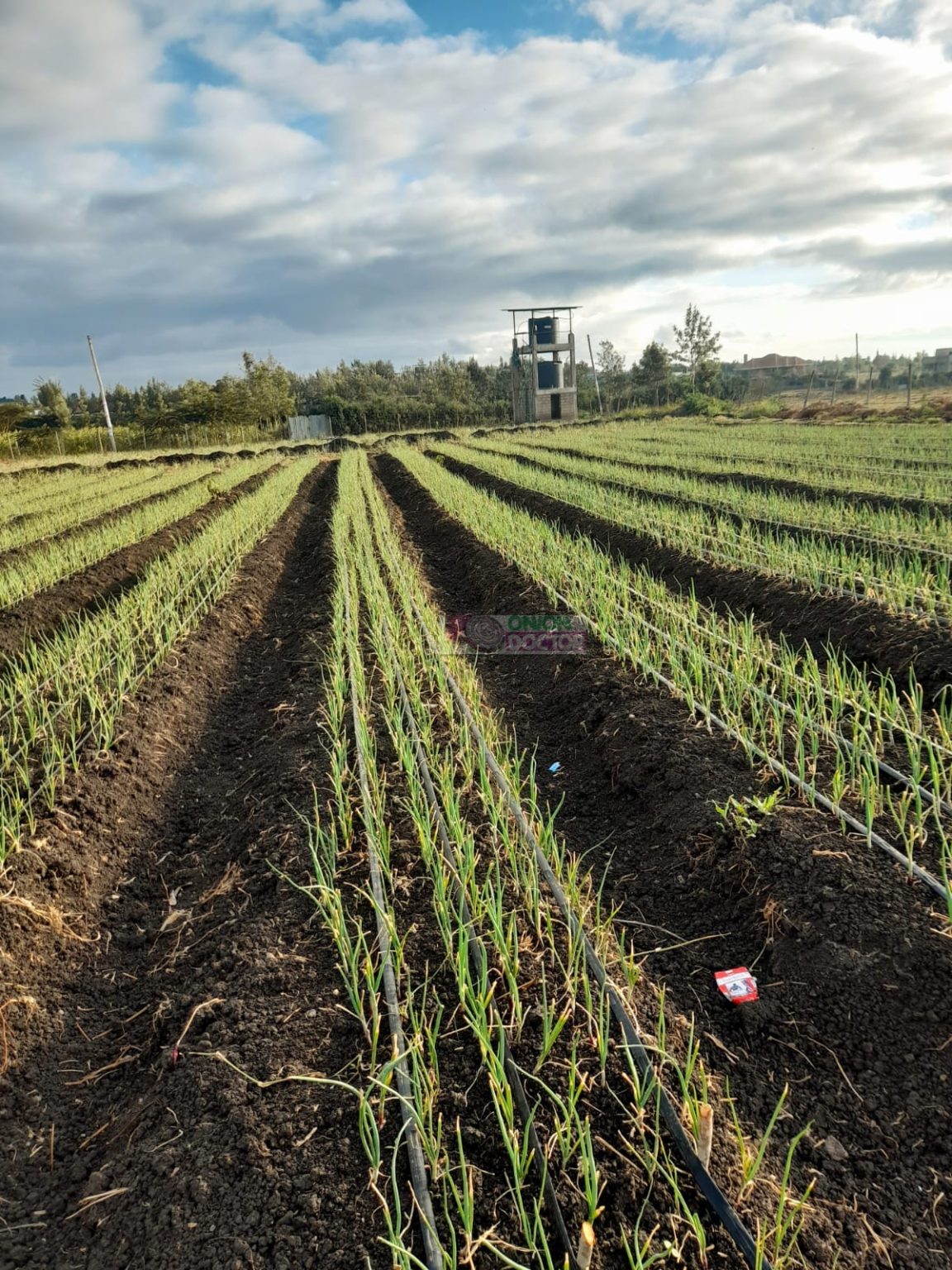 About Us – Onion Doctor