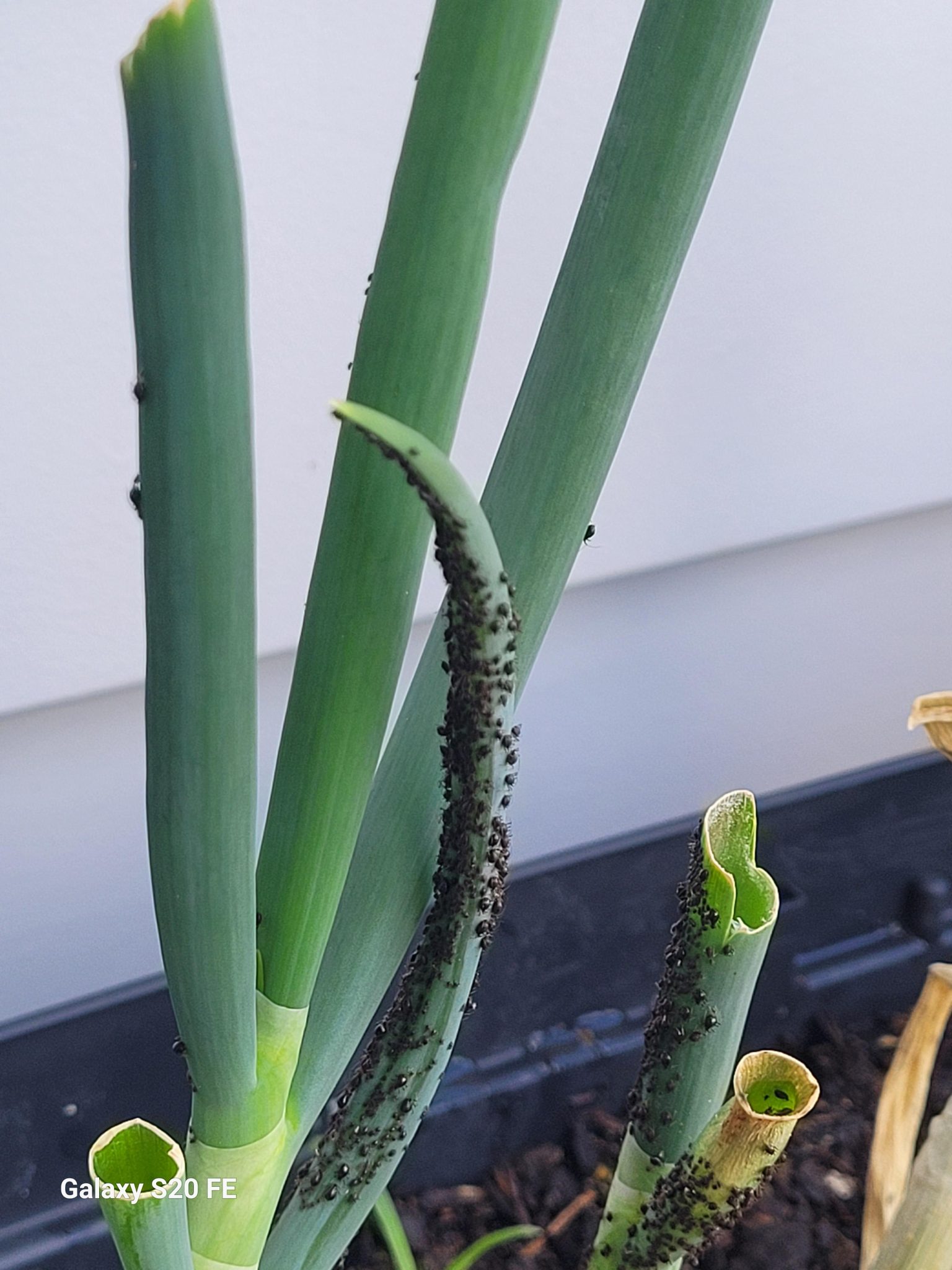 Onion Aphids: How to Identify, Prevent, and Control This Destructive ...