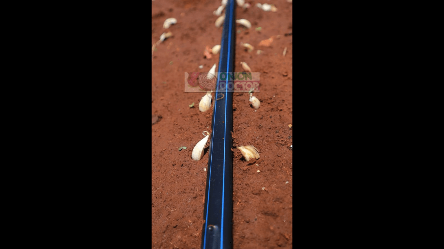 Garlic Farming in Kenya/Water requirements and irrigation systems ...