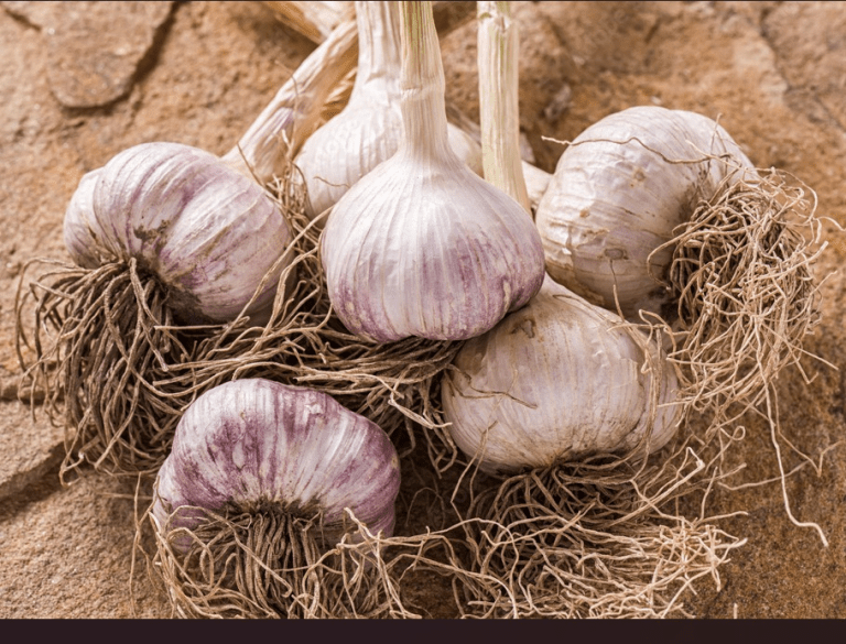 Garlic Farming in Kenya/ Cost of Garlic Farming in Kenya/ +254703982228 ...